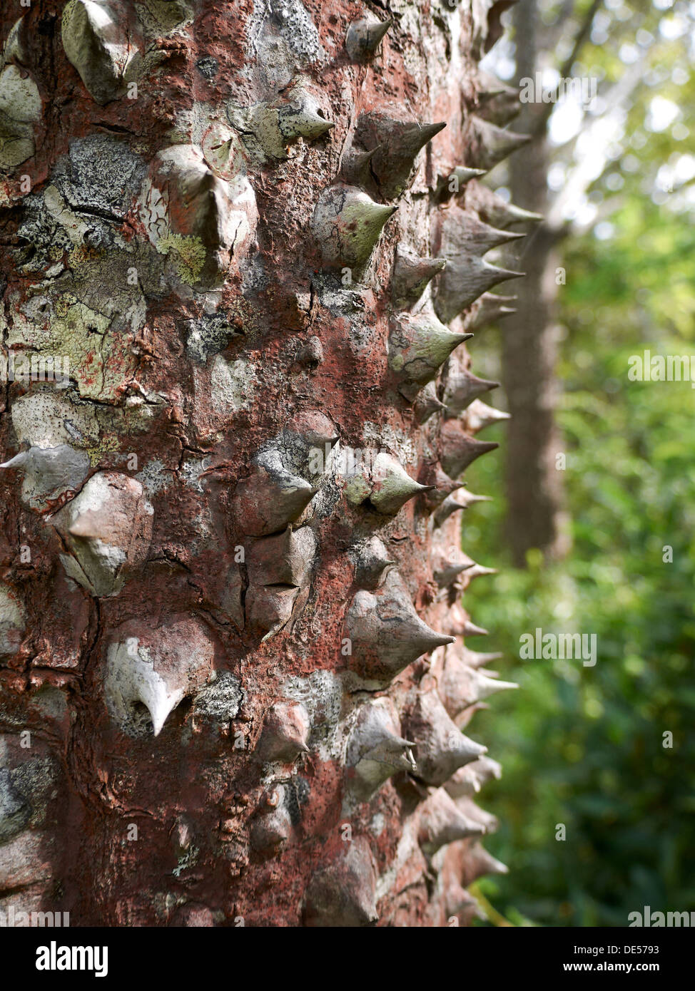 Spines of the Sandbox tree, also Possumwood, Jabillo or Monkey no-climb ...