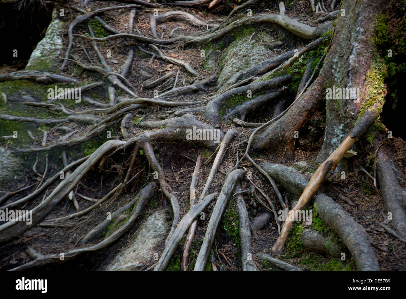 Tree roots hugging rocks Stock Photo - Alamy