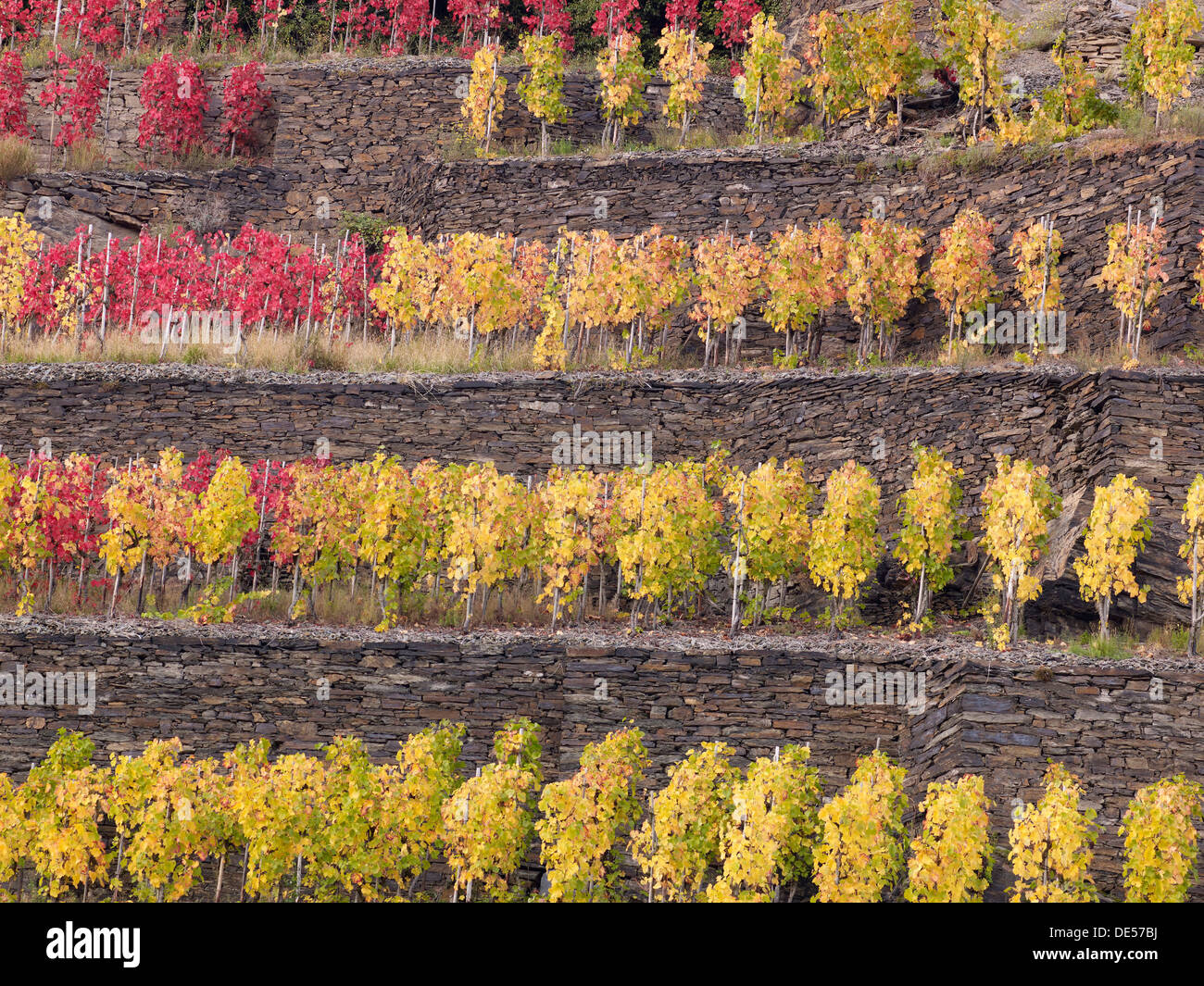 Vines growing on terraced vineyards in autumn, Mayschoß, Ahrtal, Eifel ...