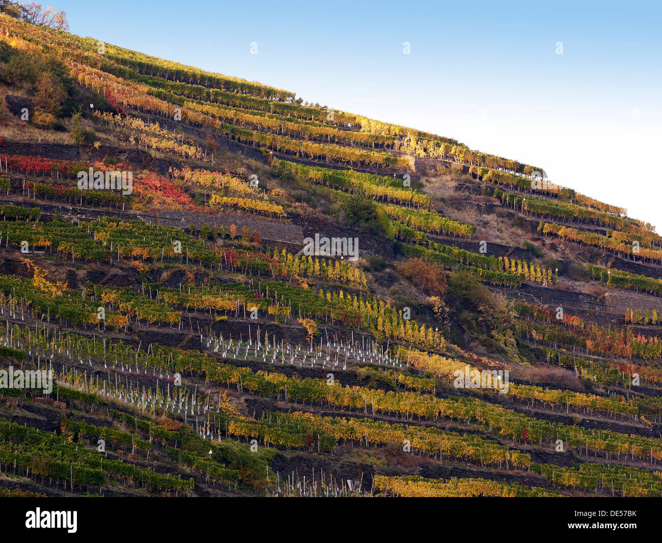 Vines terraces hi-res stock photography and images - Alamy