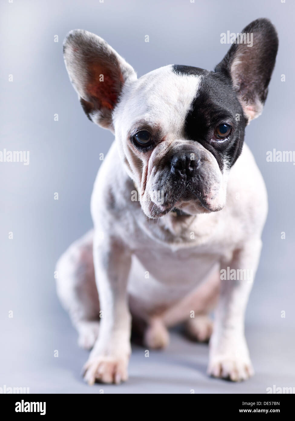 French bulldog hi-res stock photography and images - Alamy
