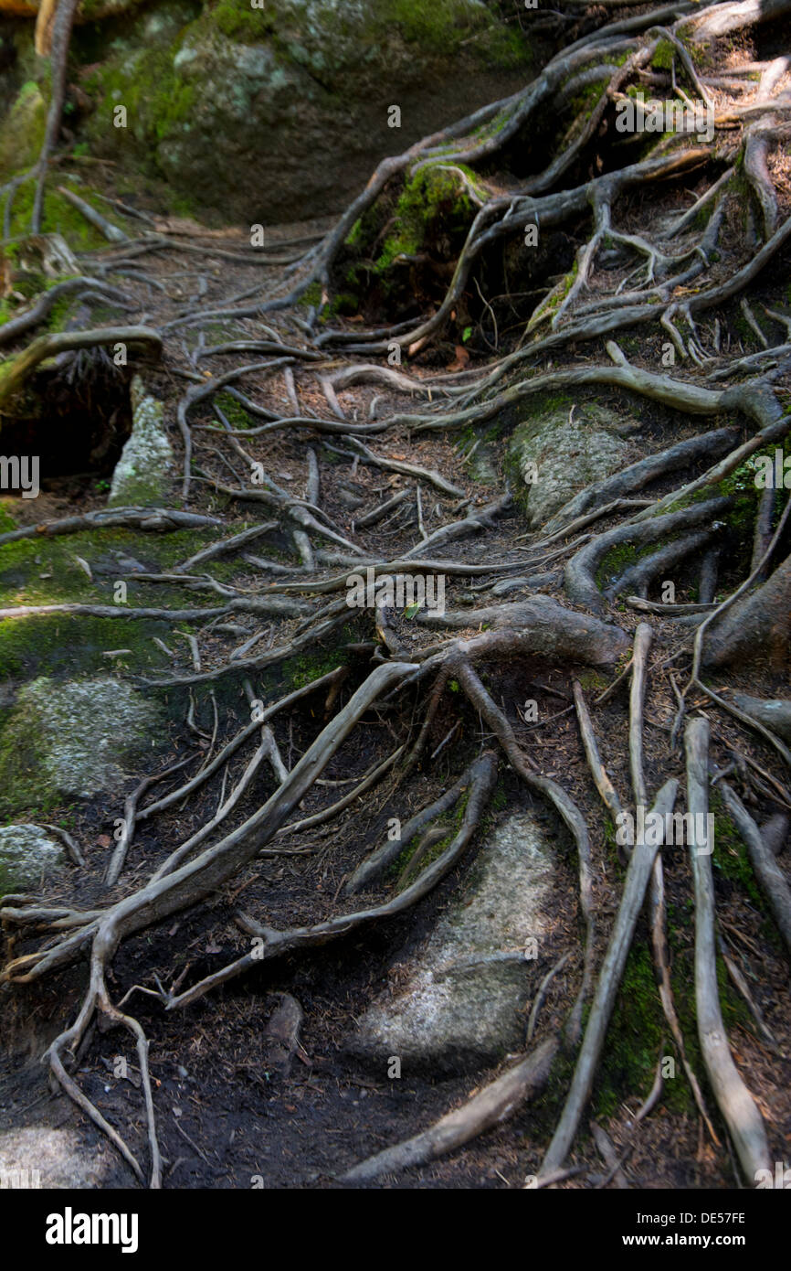 Tree roots hugging rocks Stock Photo - Alamy