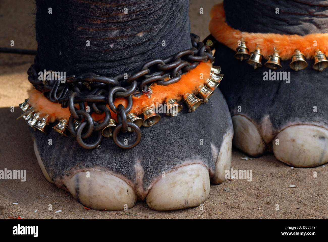 Decorated elephant feet, Pooram festival, Thrissur, Kerala, South India ...