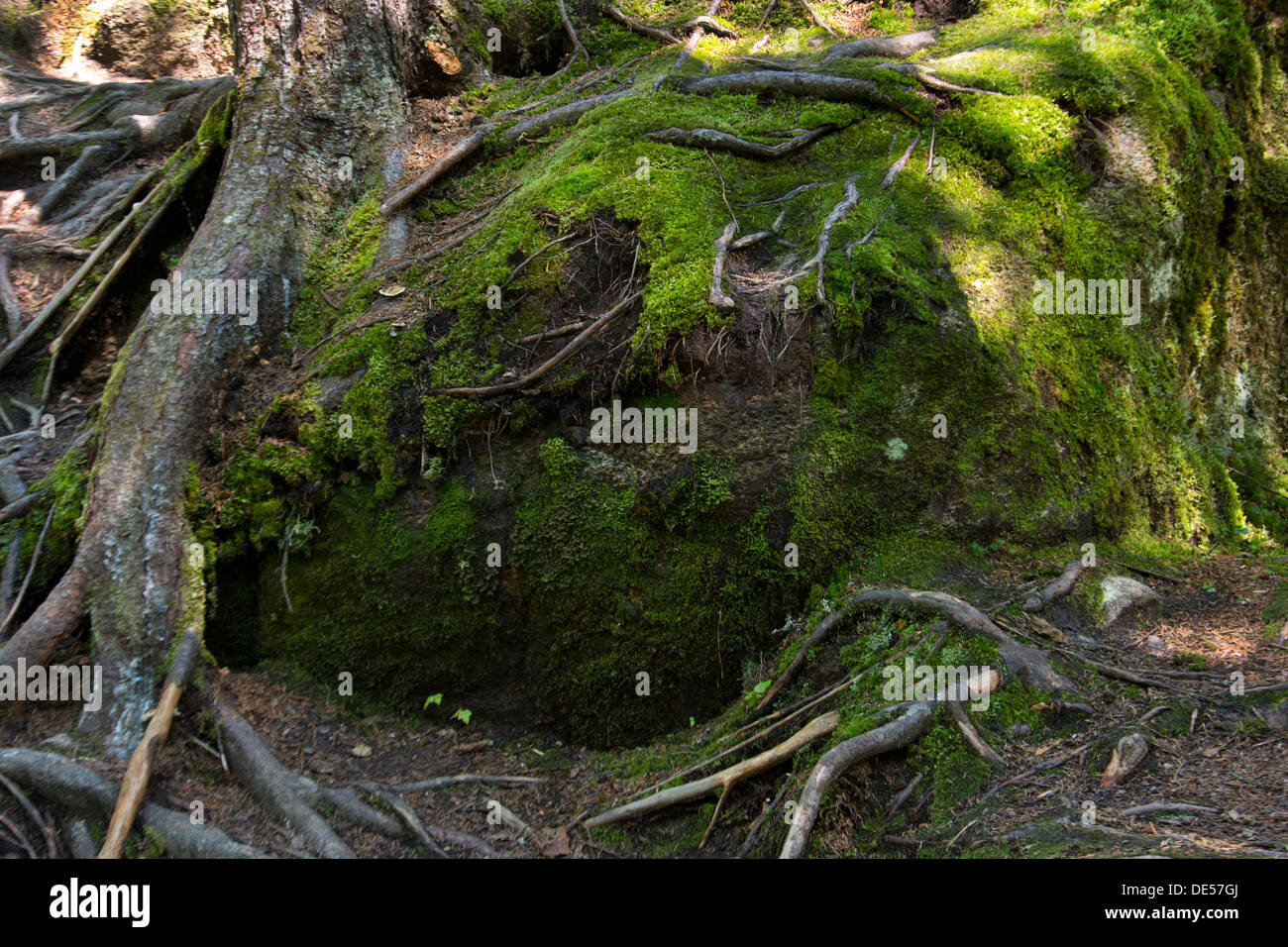 Trees hugging rock Stock Photo - Alamy