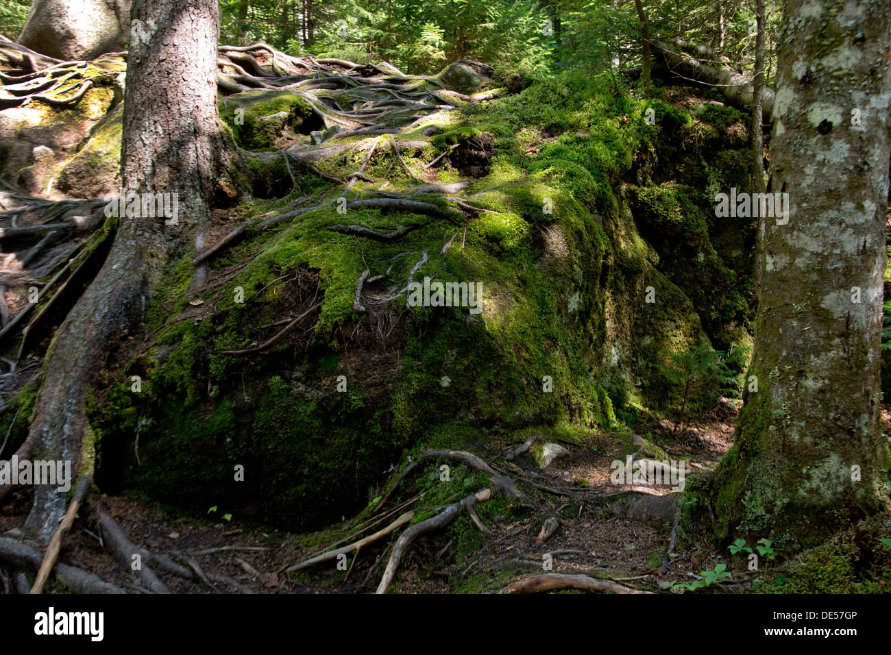Trees hugging rock Stock Photo - Alamy
