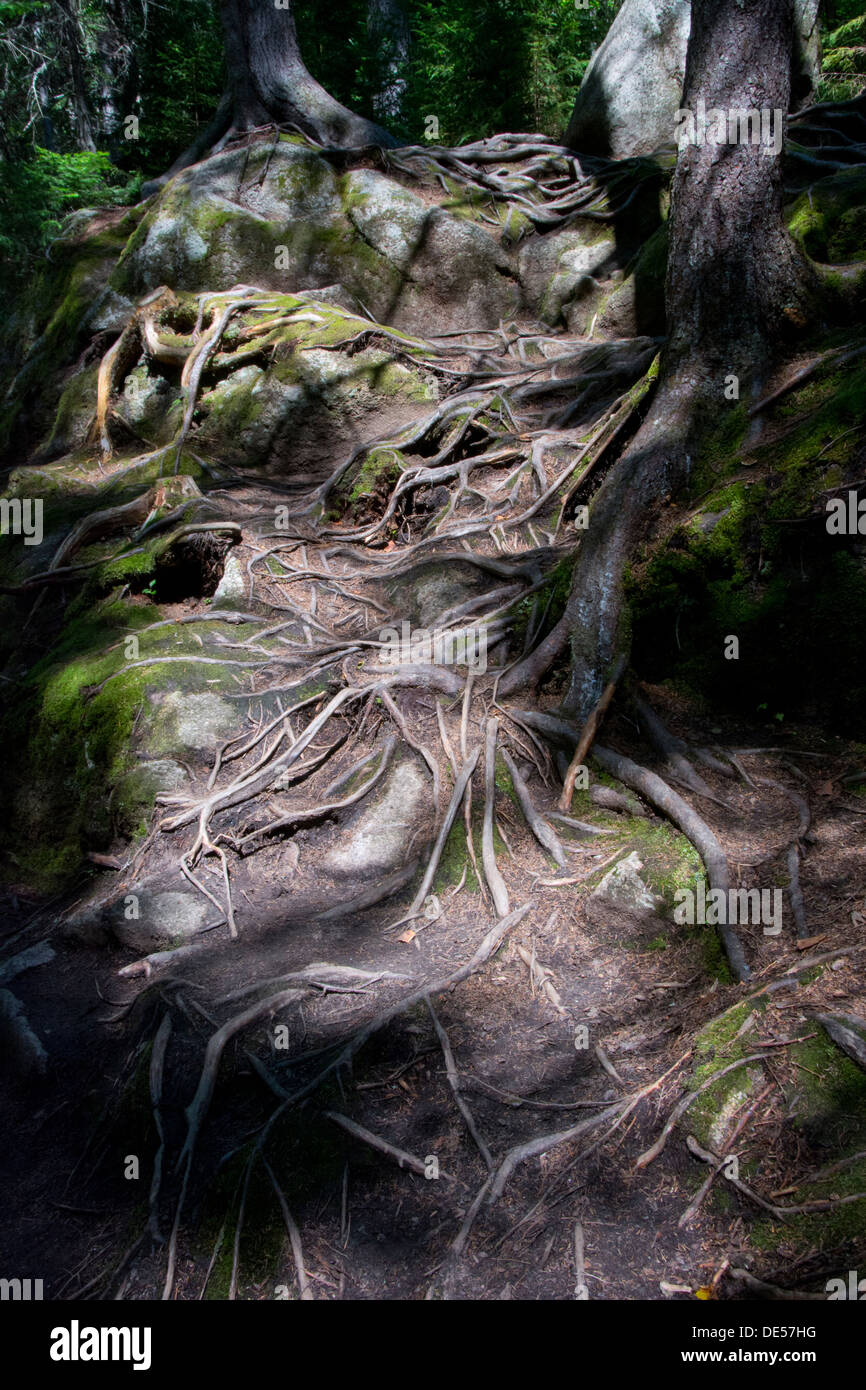 Tree roots hugging rocks Stock Photo - Alamy