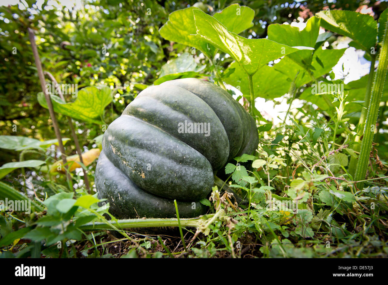 Cucurbita moschata hi-res stock photography and images - Alamy