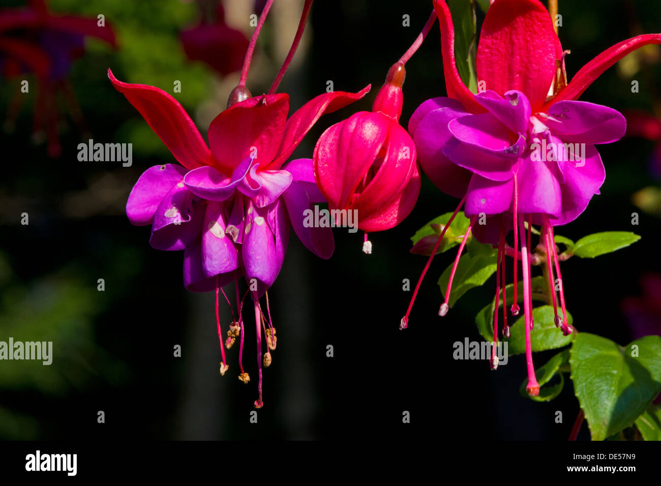 Fuchsia purple hi-res stock photography and images - Alamy