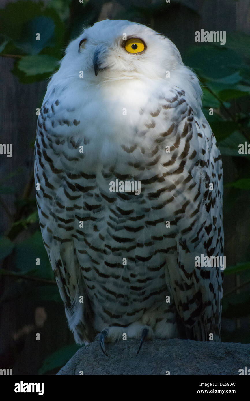 A female Snowy Owl Stock Photo - Alamy