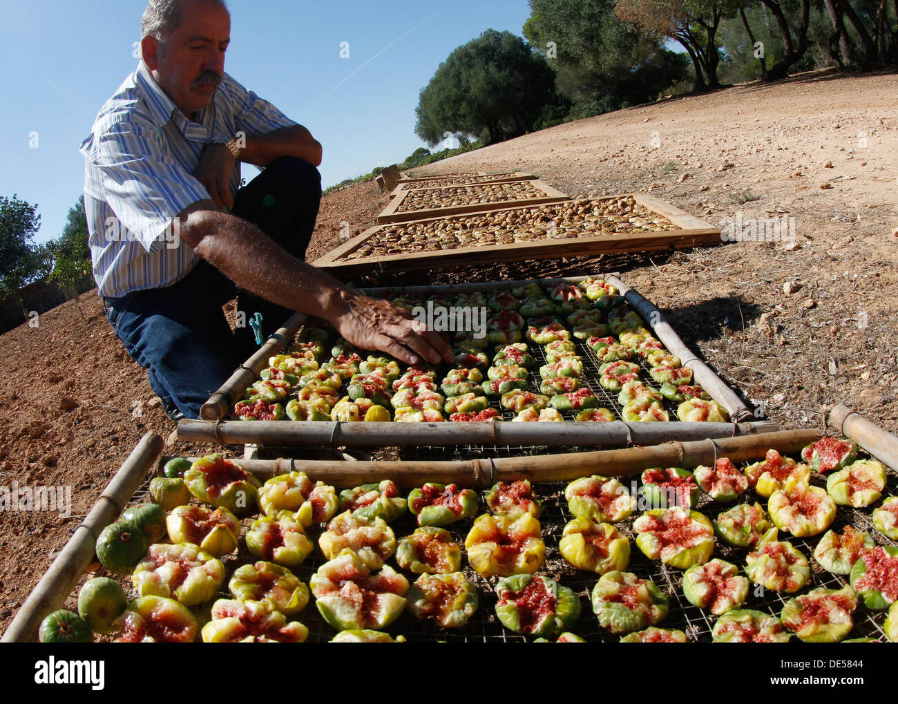 Fig fruits are dried to the sun after being cropped in a fig trees farm ...