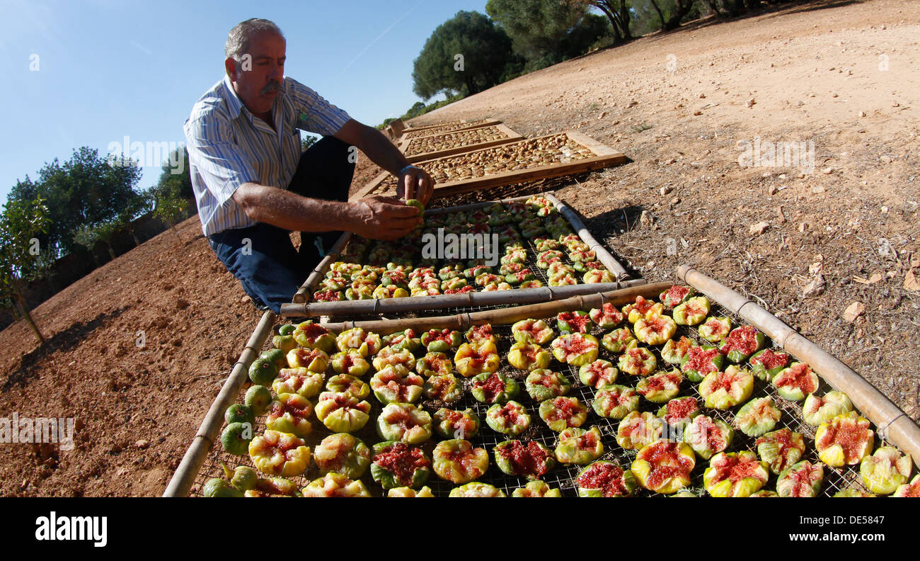 Fig fruits are dried to the sun after being cropped in a fig trees farm ...