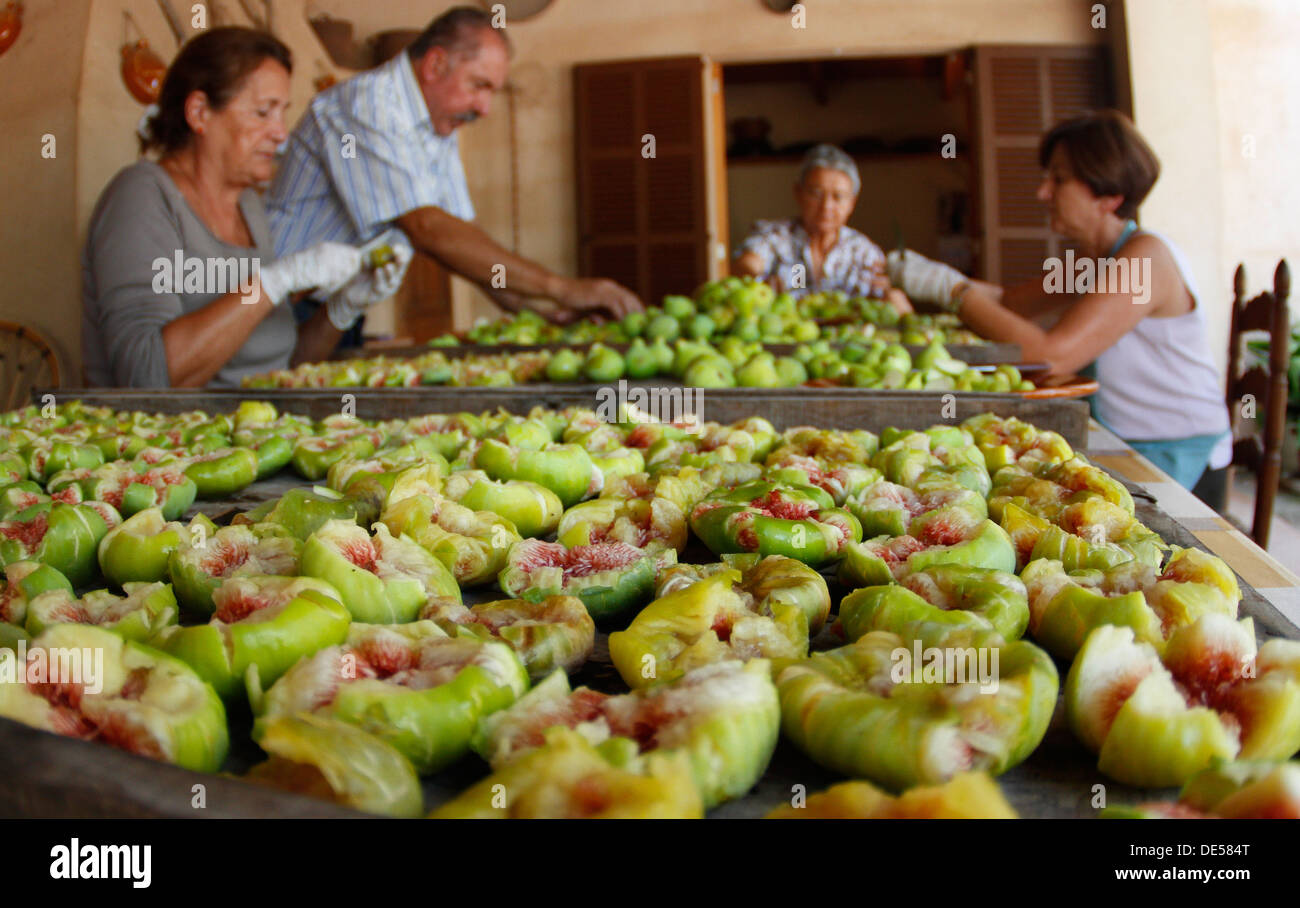 Fig fruits are dried to the sun after being cropped in a fig trees farm ...