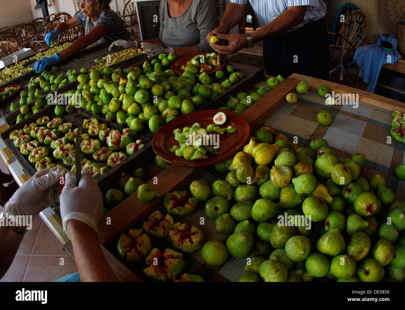 Fig fruits are dried to the sun after being cropped in a fig trees farm ...