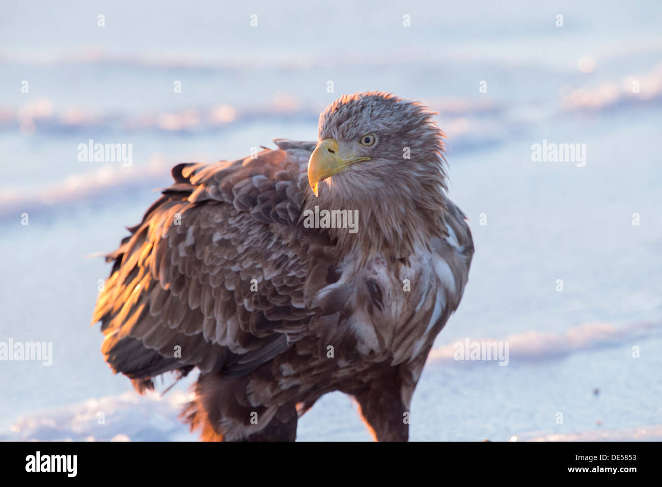 Stellar Sea eagle on the sea ice Stock Photo - Alamy