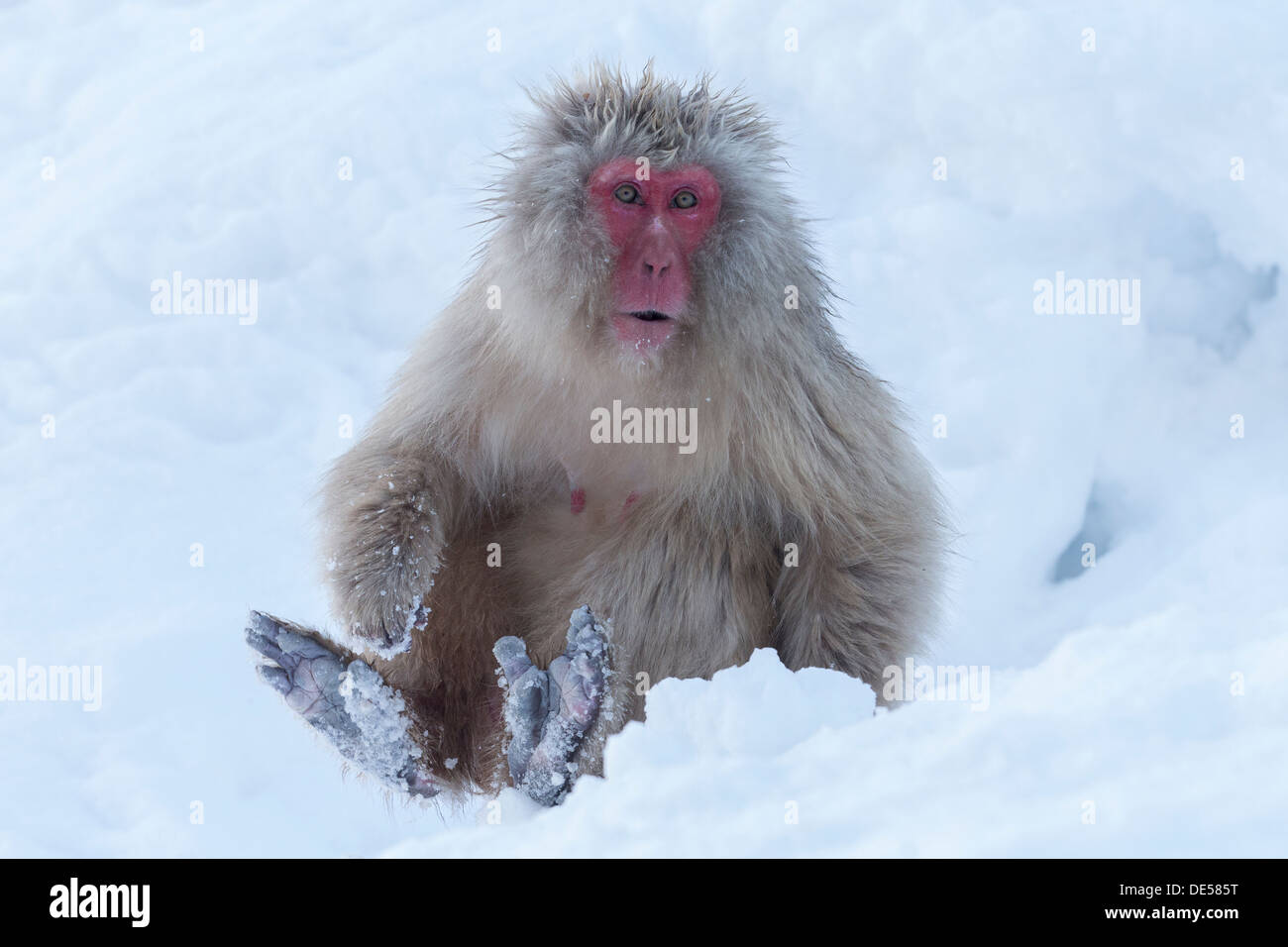 Macaque feet hi-res stock photography and images - Alamy