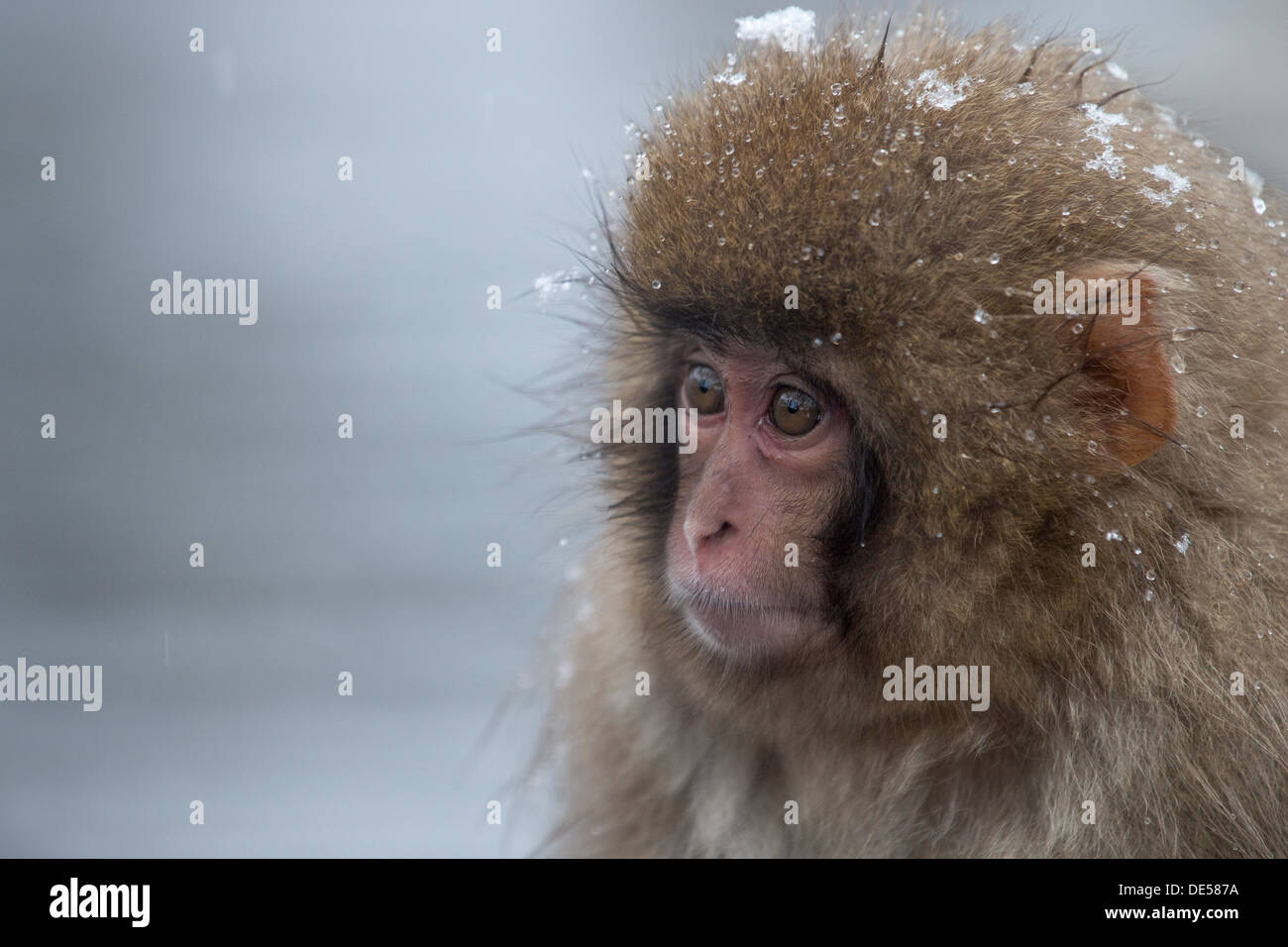 Monkey with infant hi-res stock photography and images - Alamy