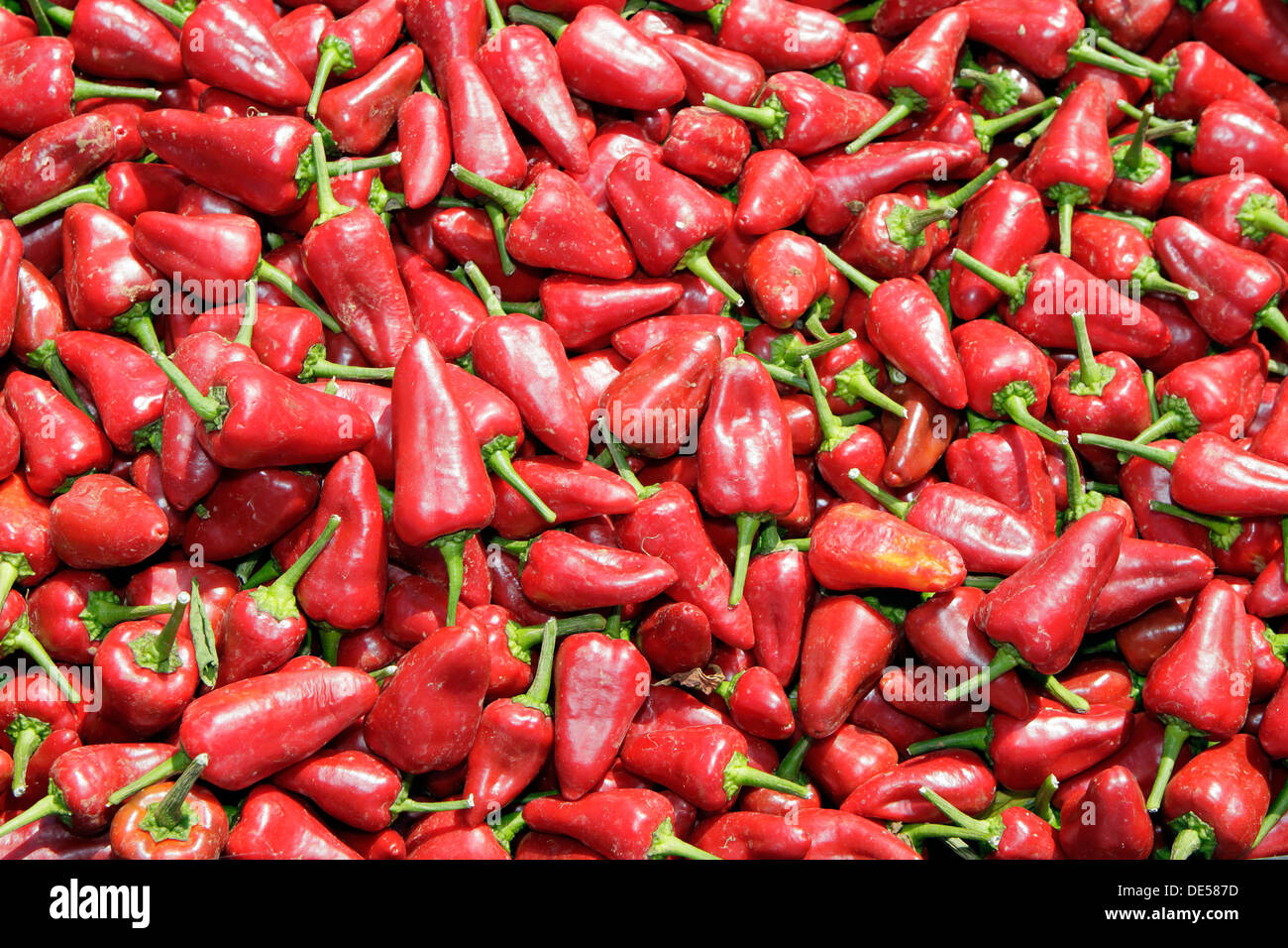 Red chily peppers are cropped in a Spanish farm Stock Photo - Alamy