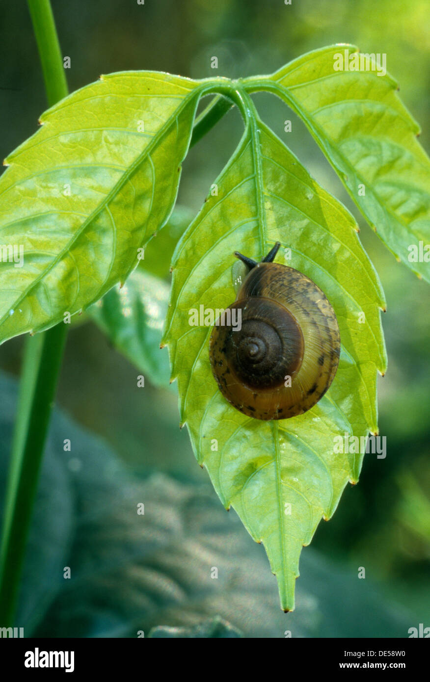 snail on a leaf in the Jungle of Nepal. Chitwan National Park Stock ...