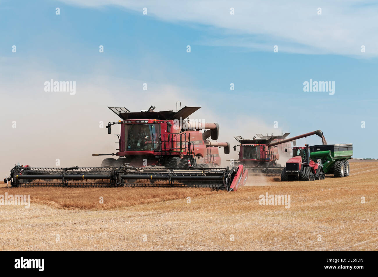A crop field of lentils being harvested near the town of Golden Prairie ...