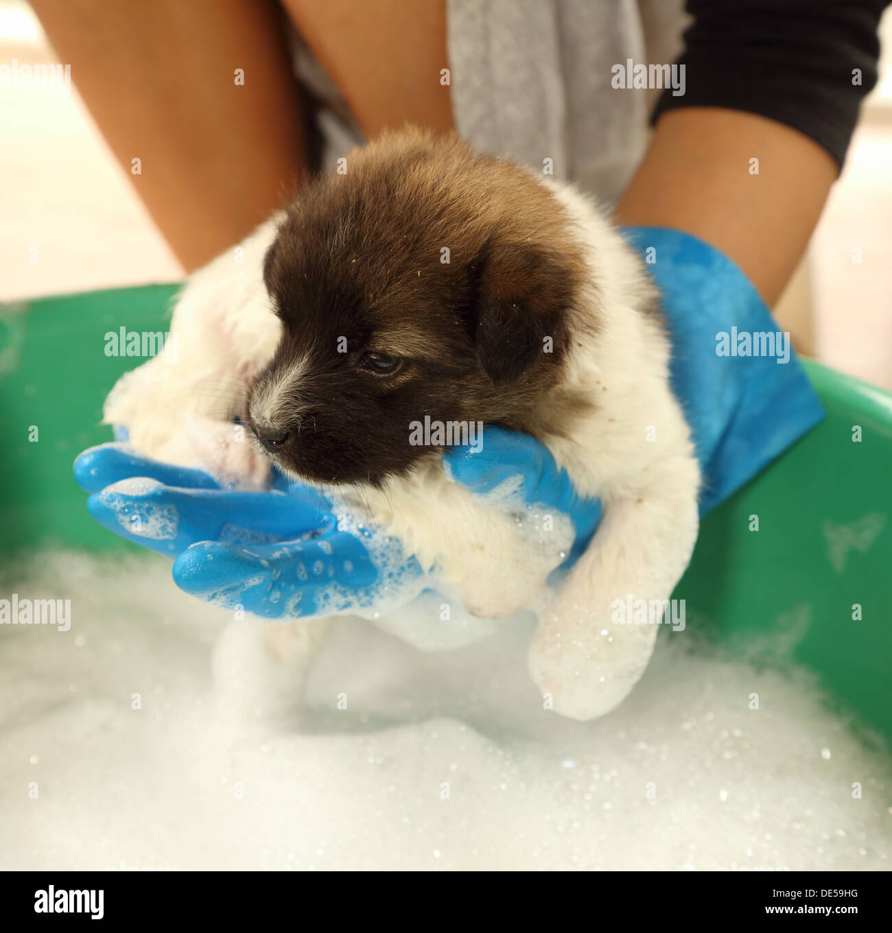 puppy dog in bath tub with hand washing its fur Stock Photo - Alamy