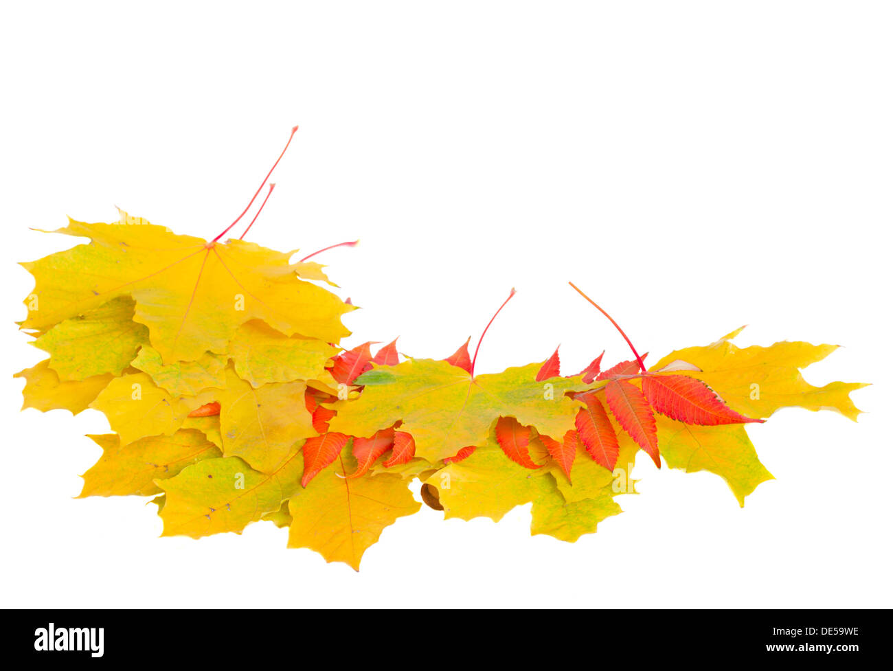 yellow and red fall leaves Stock Photo - Alamy