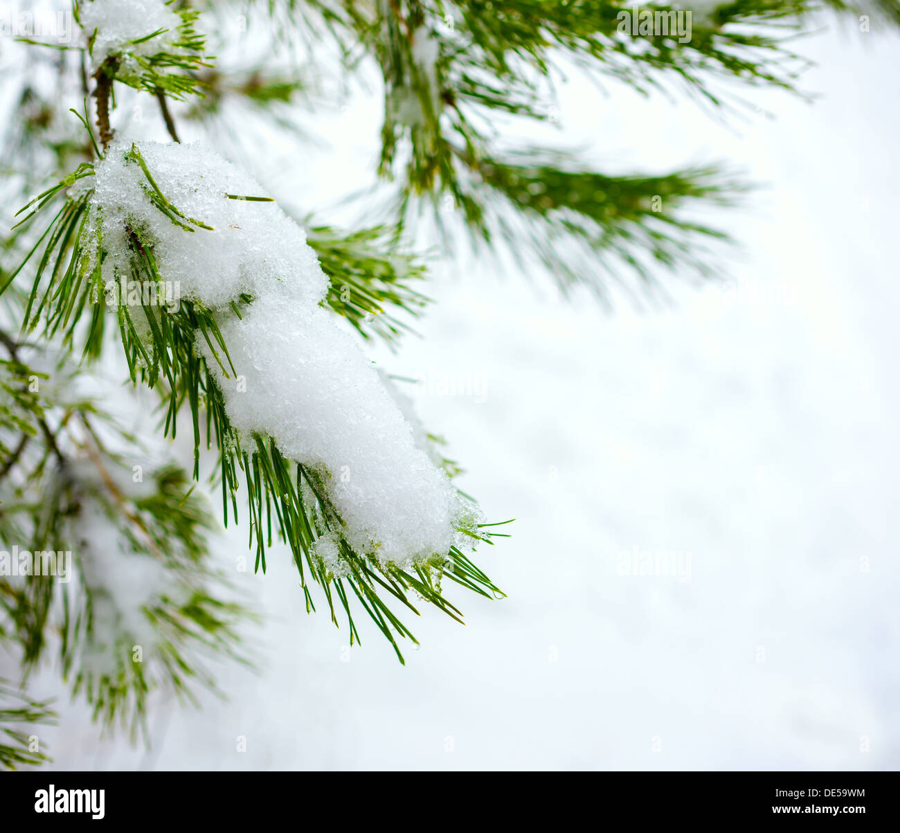 Christmas fir branch hi-res stock photography and images - Alamy