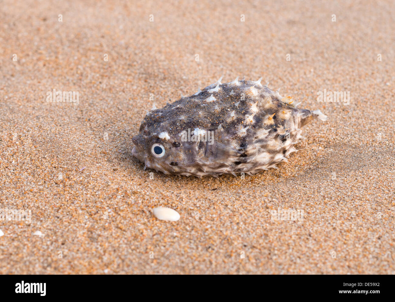 Prickly shell hi-res stock photography and images - Alamy