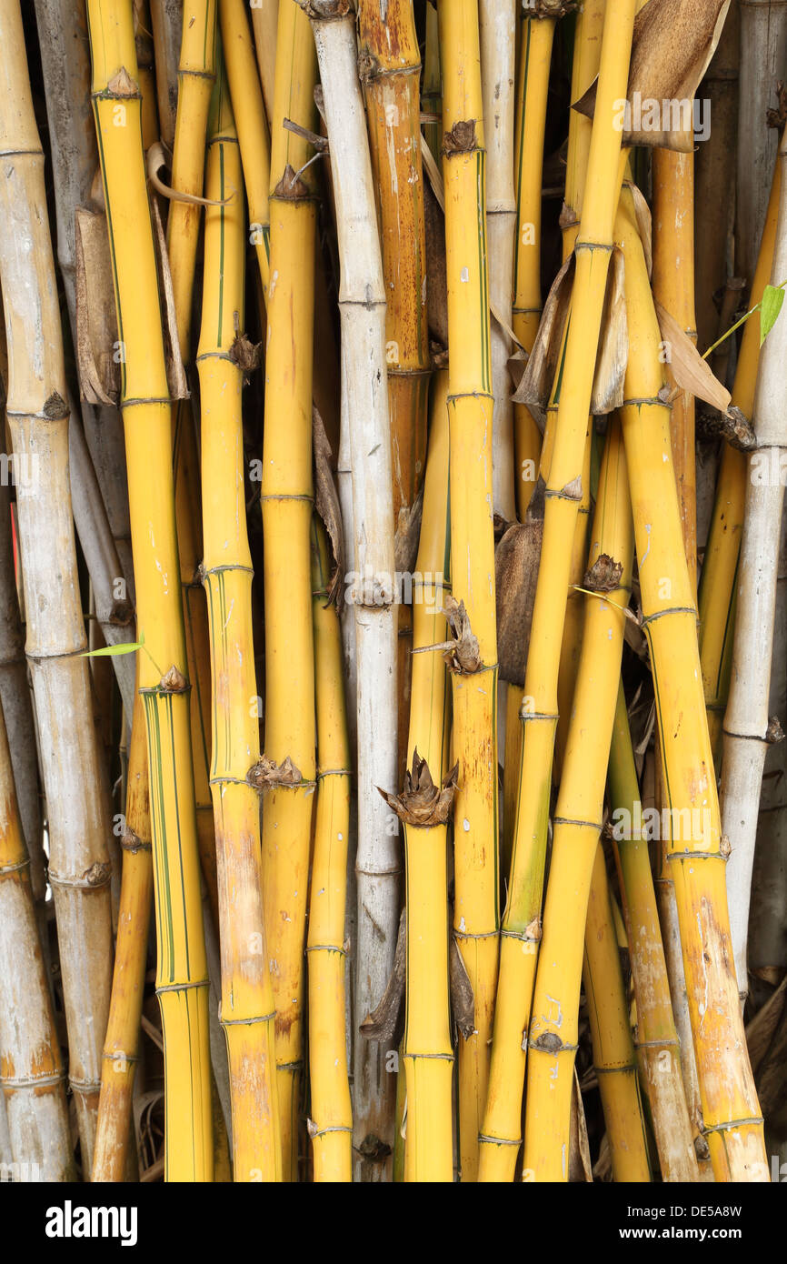 yellow bamboo plant texture background Stock Photo - Alamy