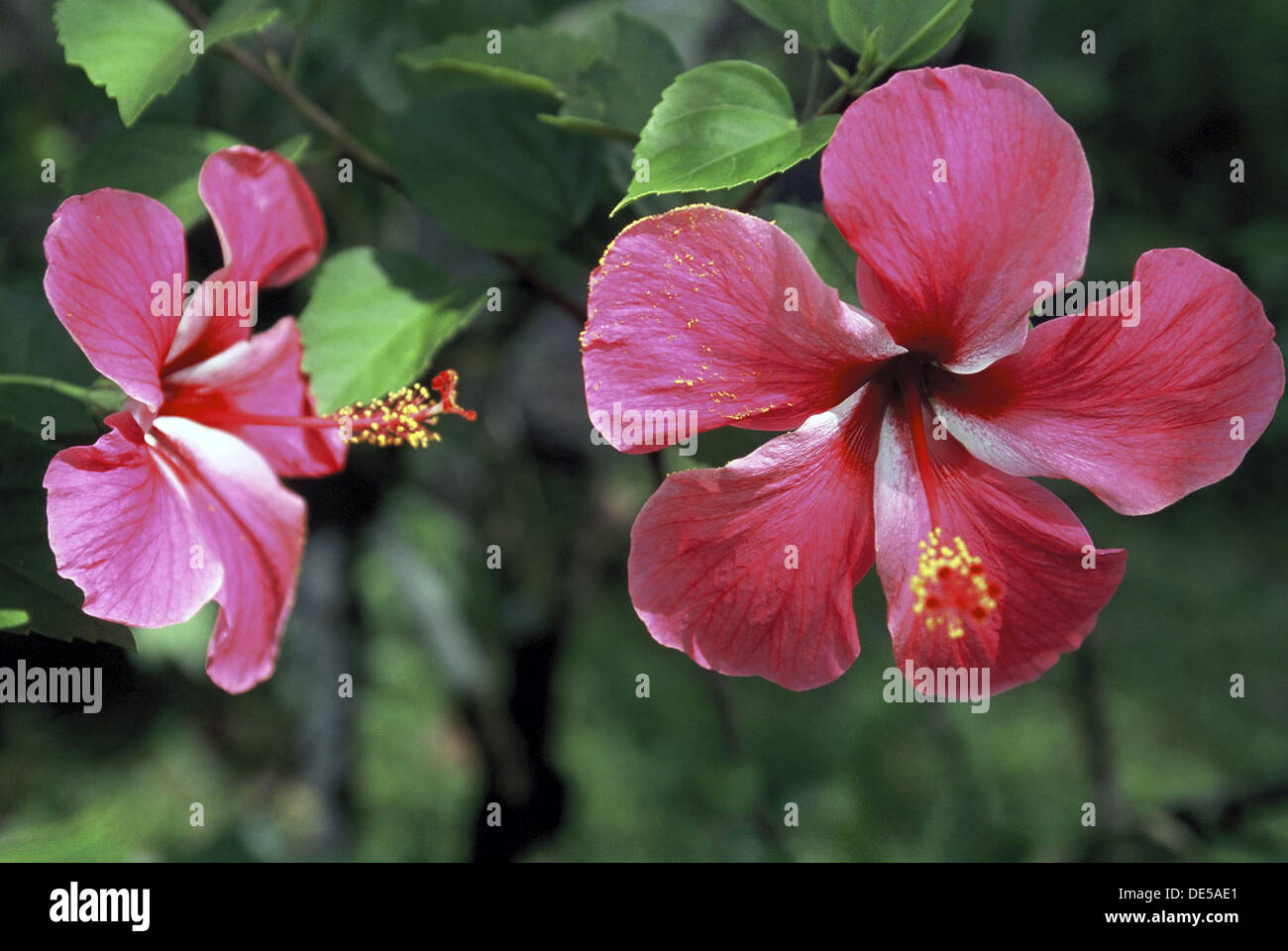 Pohnpei People High Resolution Stock Photography and Images - Alamy