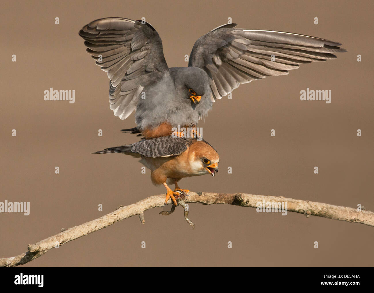Male and female Red-footed Falcons mating Stock Photo - Alamy