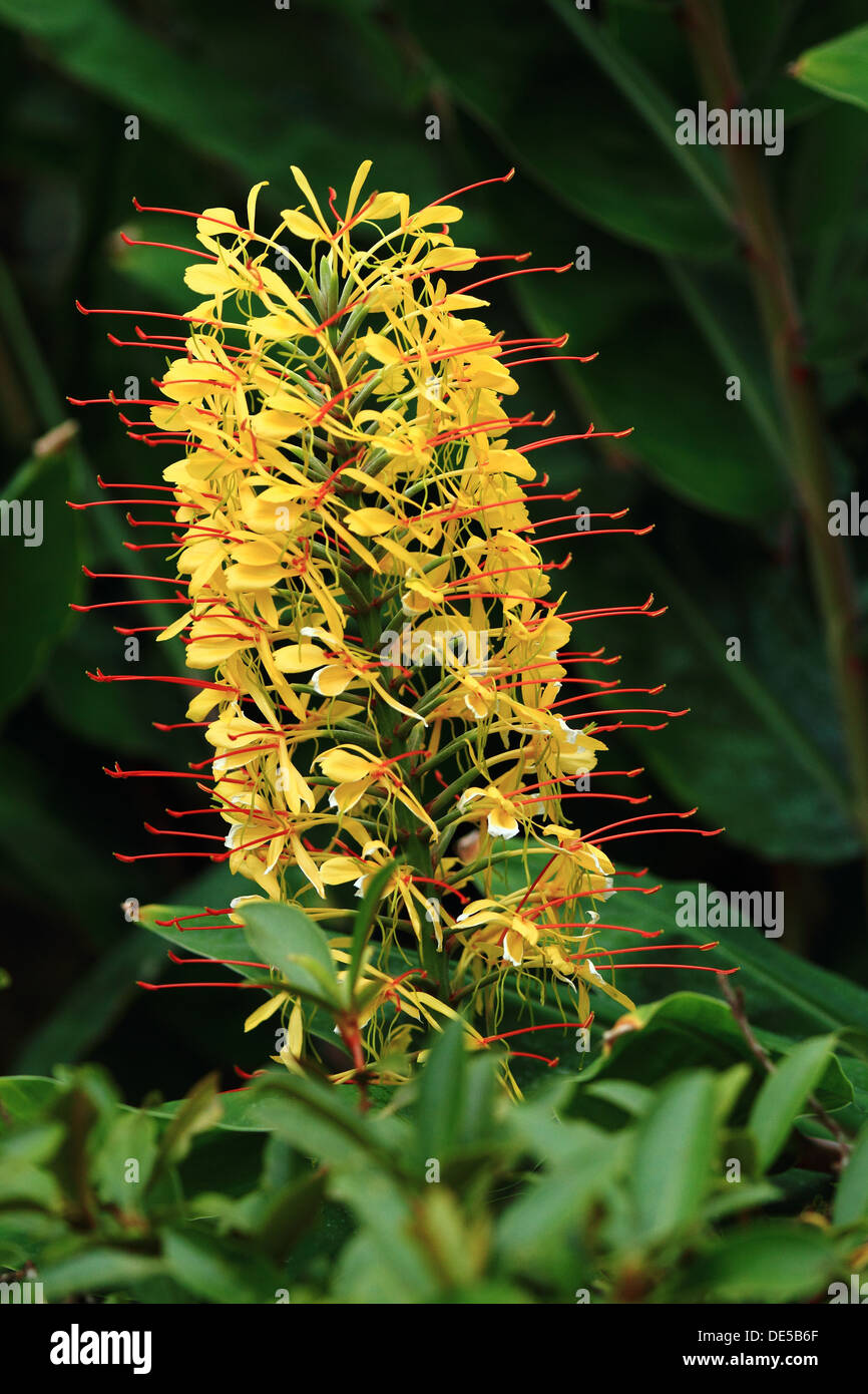 Hedychium gardnerianum plant in full bloom Stock Photo - Alamy