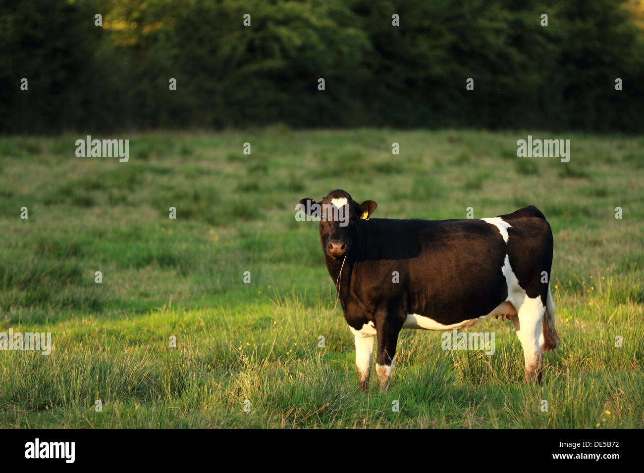 Black and white dairy cow alone in a field of lush grass with sunset ...
