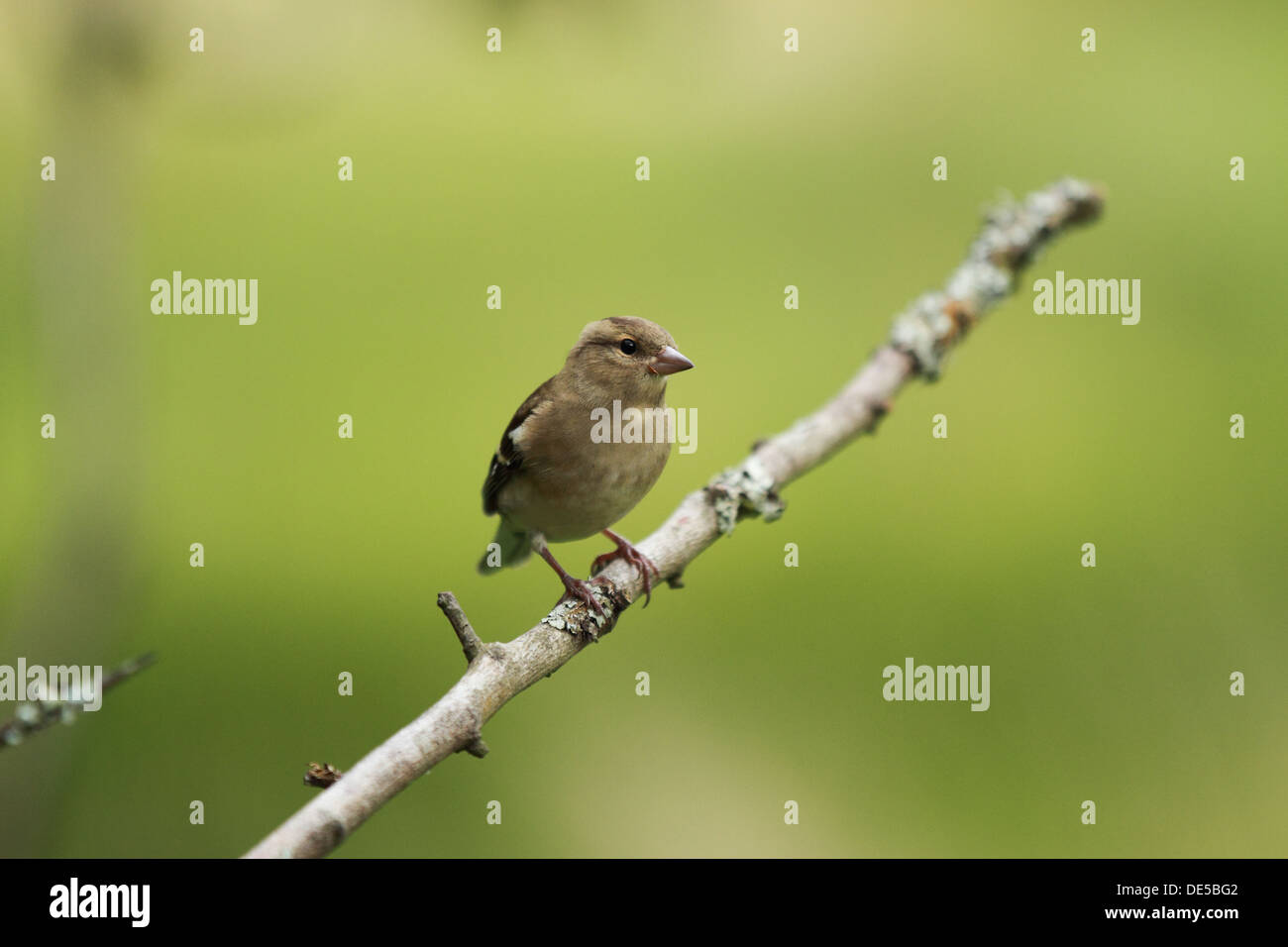 Perched Female Chaffinch (fringilla coelebs) with blurred background of ...