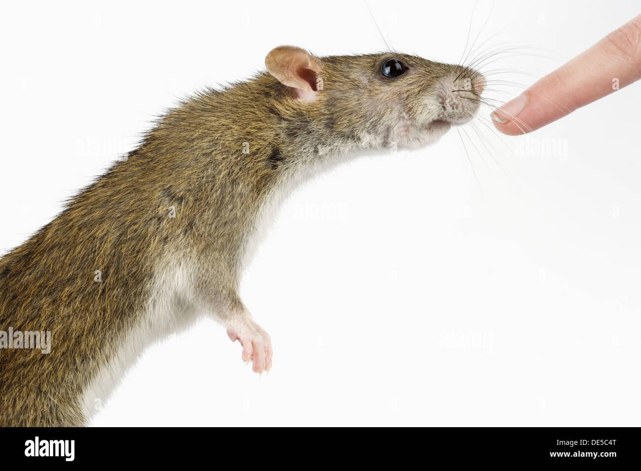 Cloaca High Resolution Stock Photography and Images - Alamy