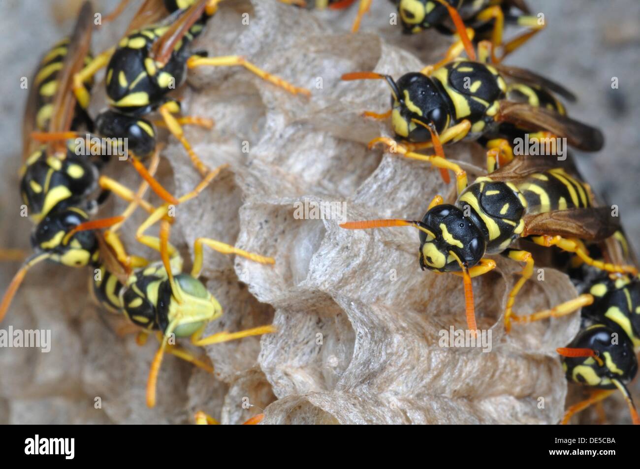 Paper wasp not black not yellow hi-res stock photography and images - Alamy