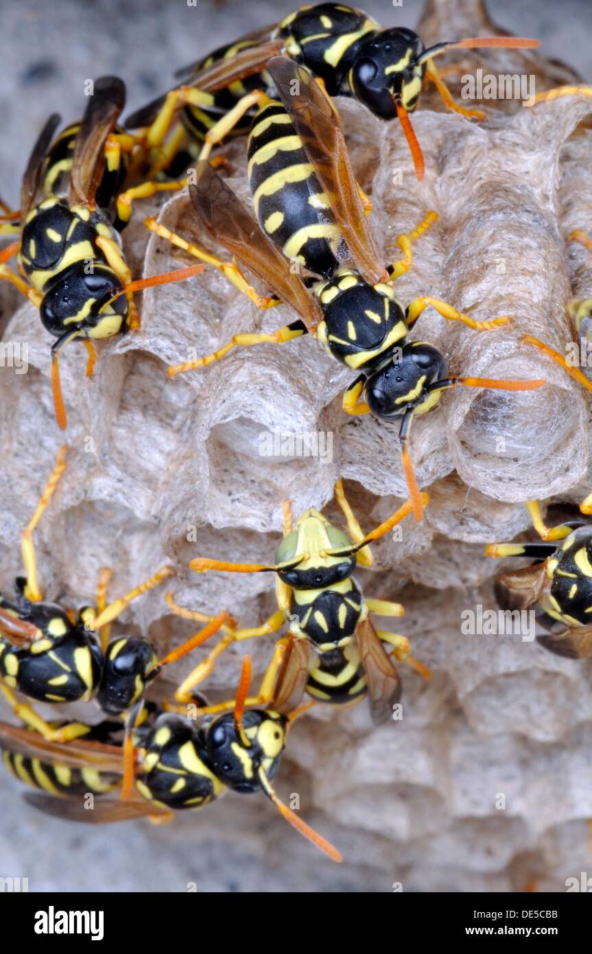 Paper wasp not black not yellow hi-res stock photography and images - Alamy