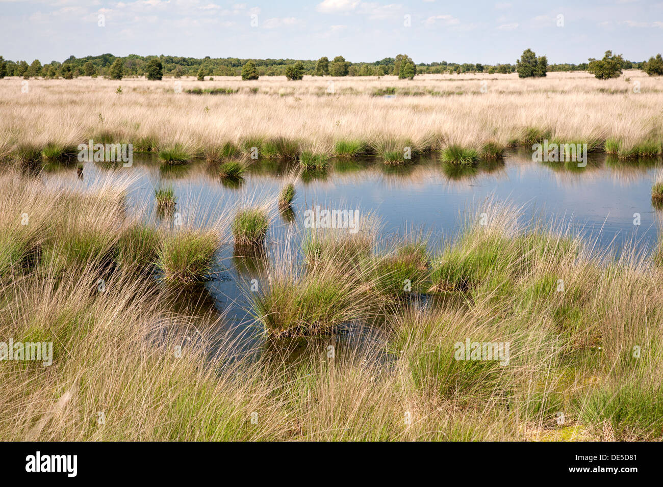 Bargerveen nature reserve hi-res stock photography and images - Alamy