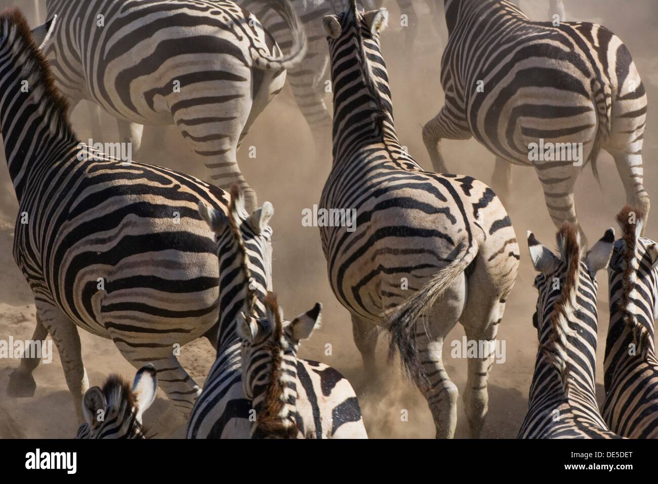 Running Away Scared High Resolution Stock Photography and Images - Alamy
