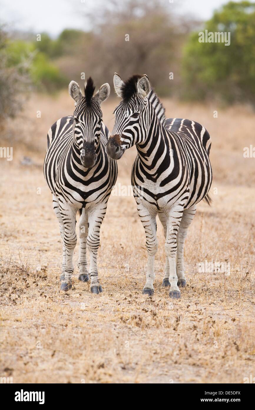 Zebra mate hi-res stock photography and images - Alamy