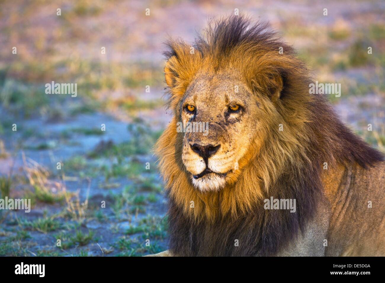 Old Male Lion High Resolution Stock Photography and Images - Alamy
