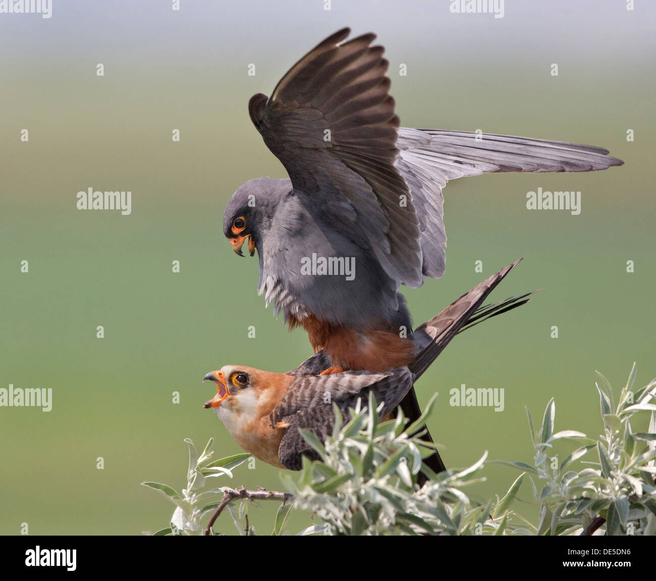 Mating Red-footed Falcons Stock Photo - Alamy