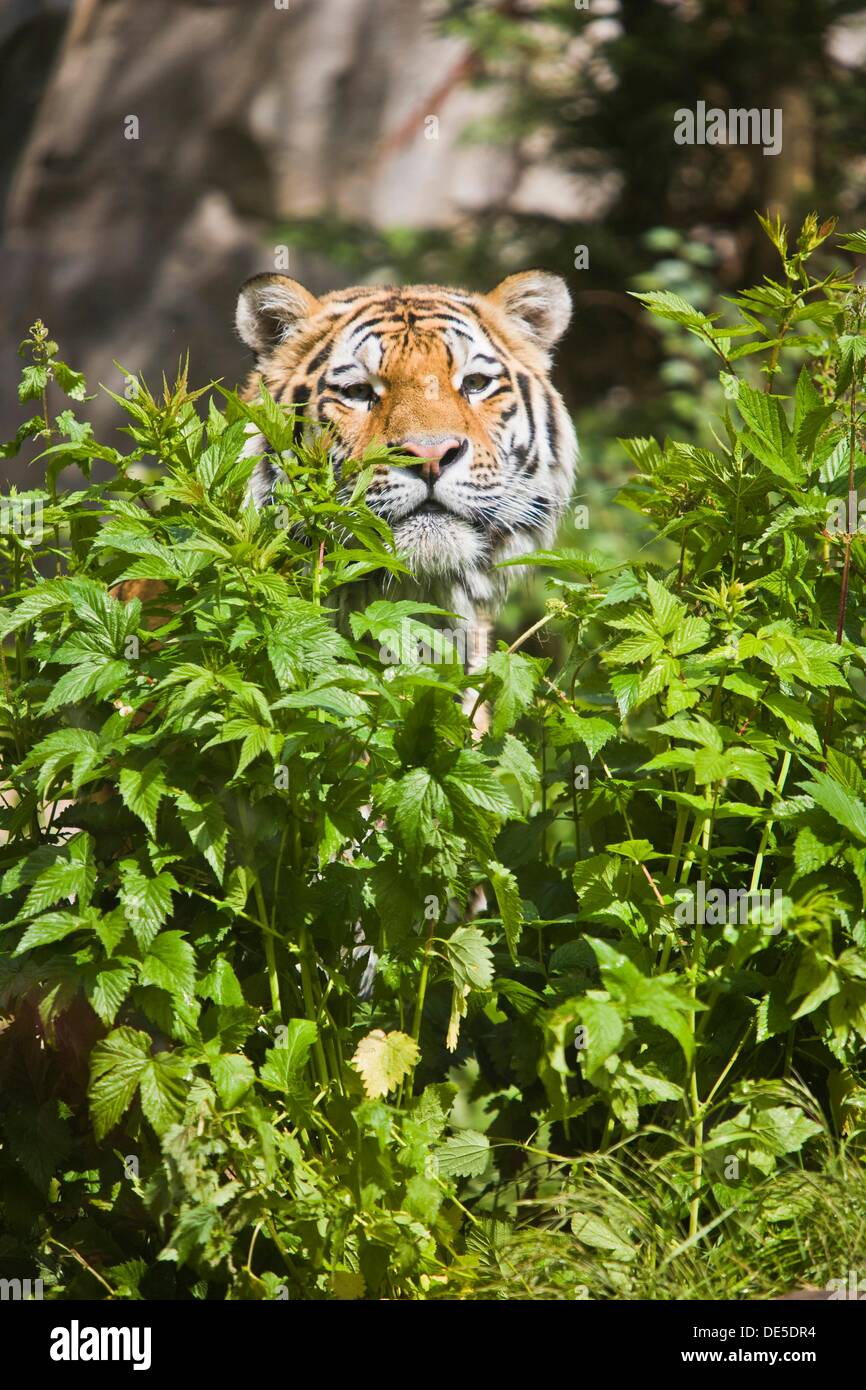 Dopey High Resolution Stock Photography and Images - Alamy
