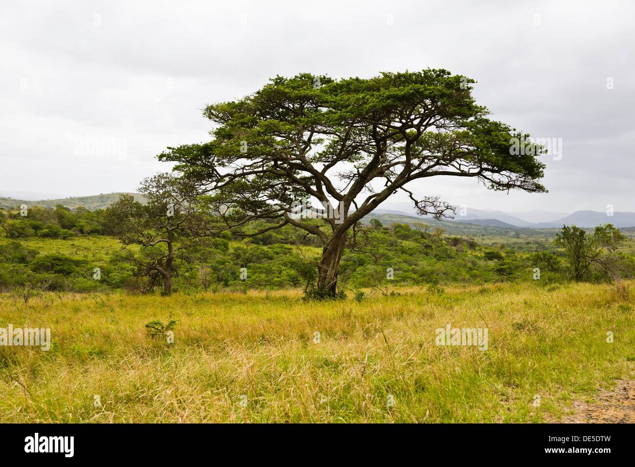 Acacia Tree In Africa