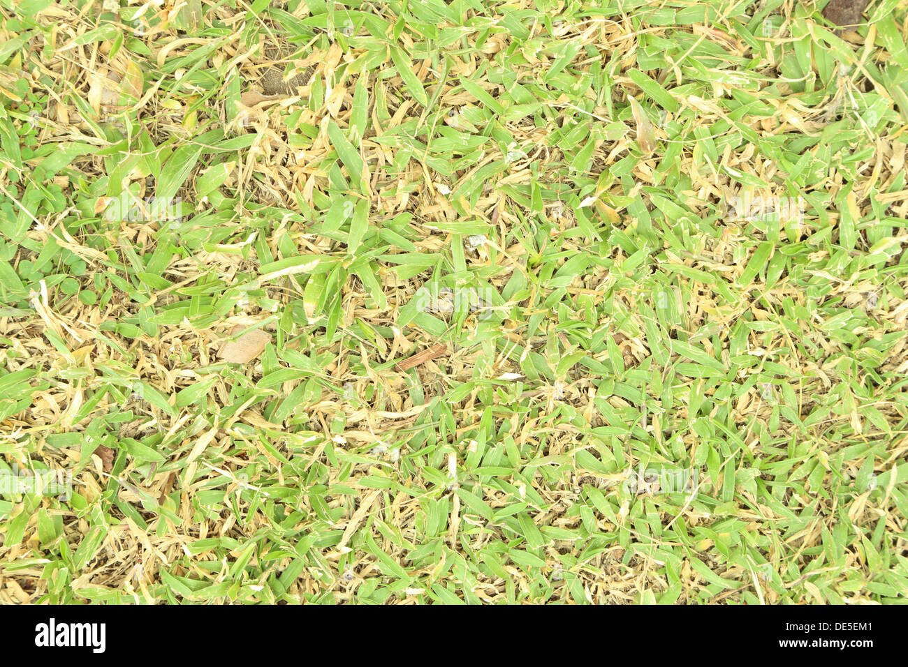 close-up of grass texture background Stock Photo - Alamy