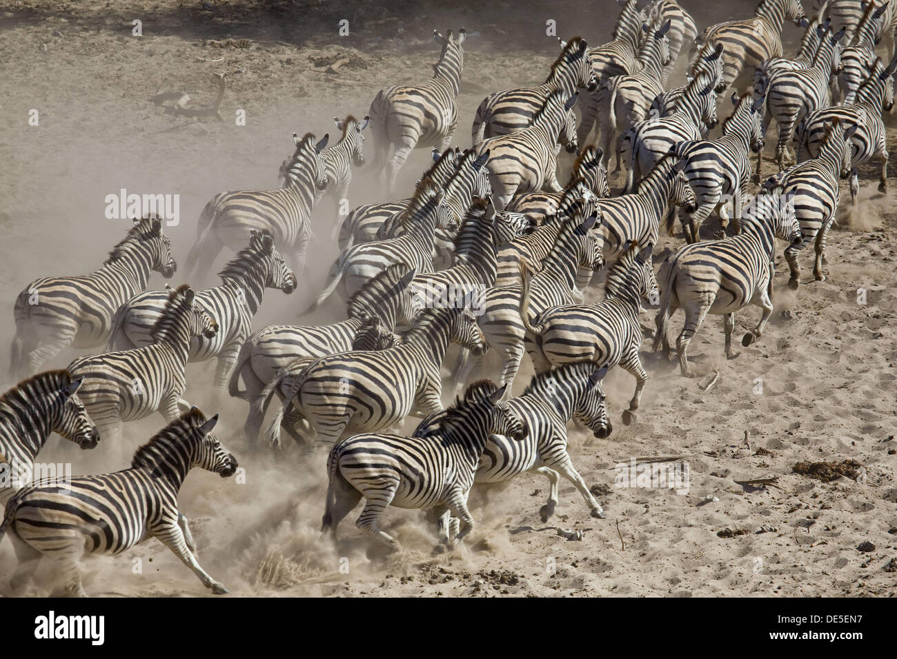 Zebra stampede hi-res stock photography and images - Alamy