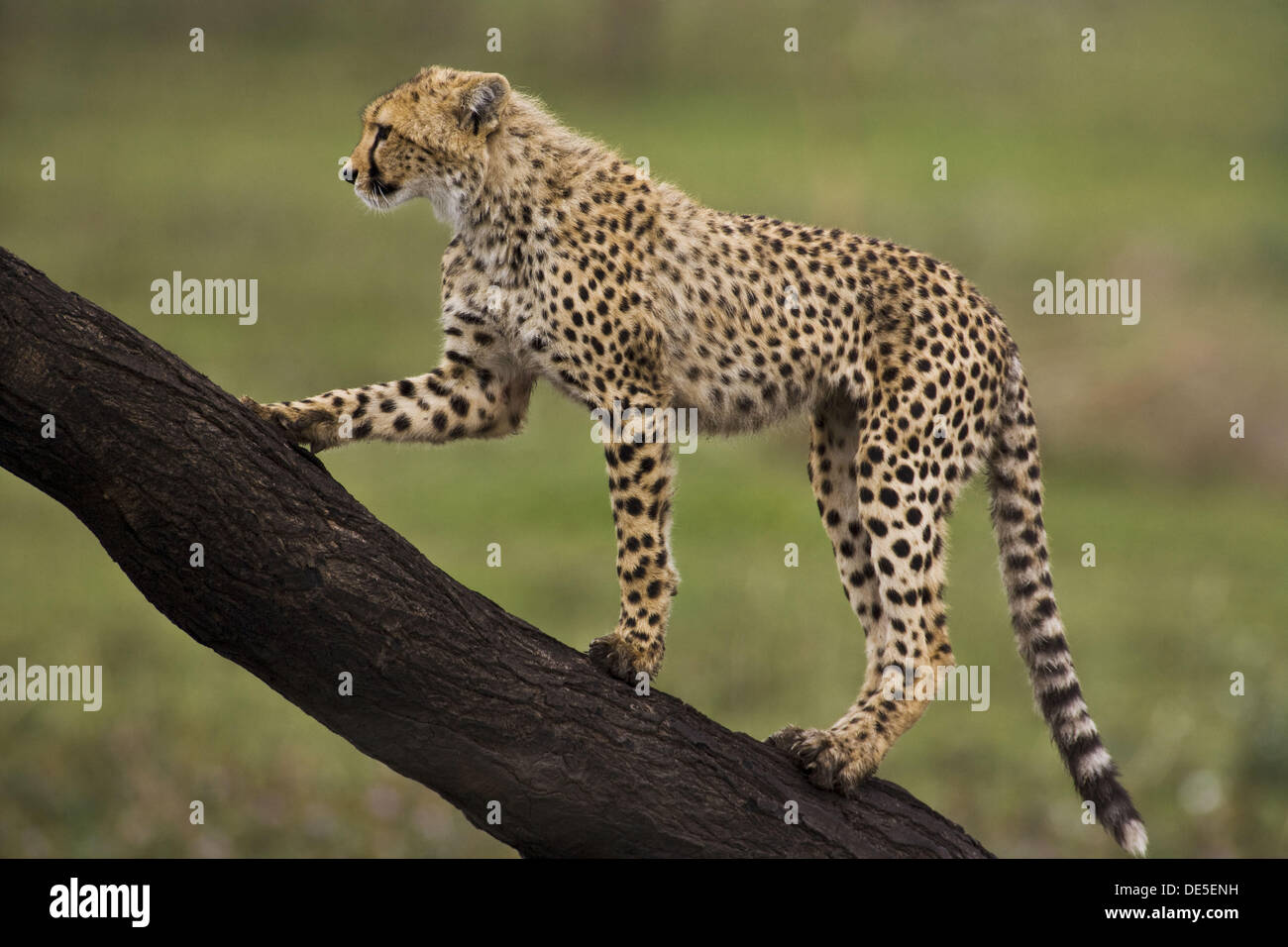 Cheetah cub climbing tree acinonyx hi-res stock photography and images ...