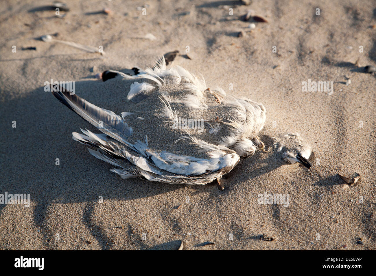 Dead seagull on beach hi-res stock photography and images - Alamy