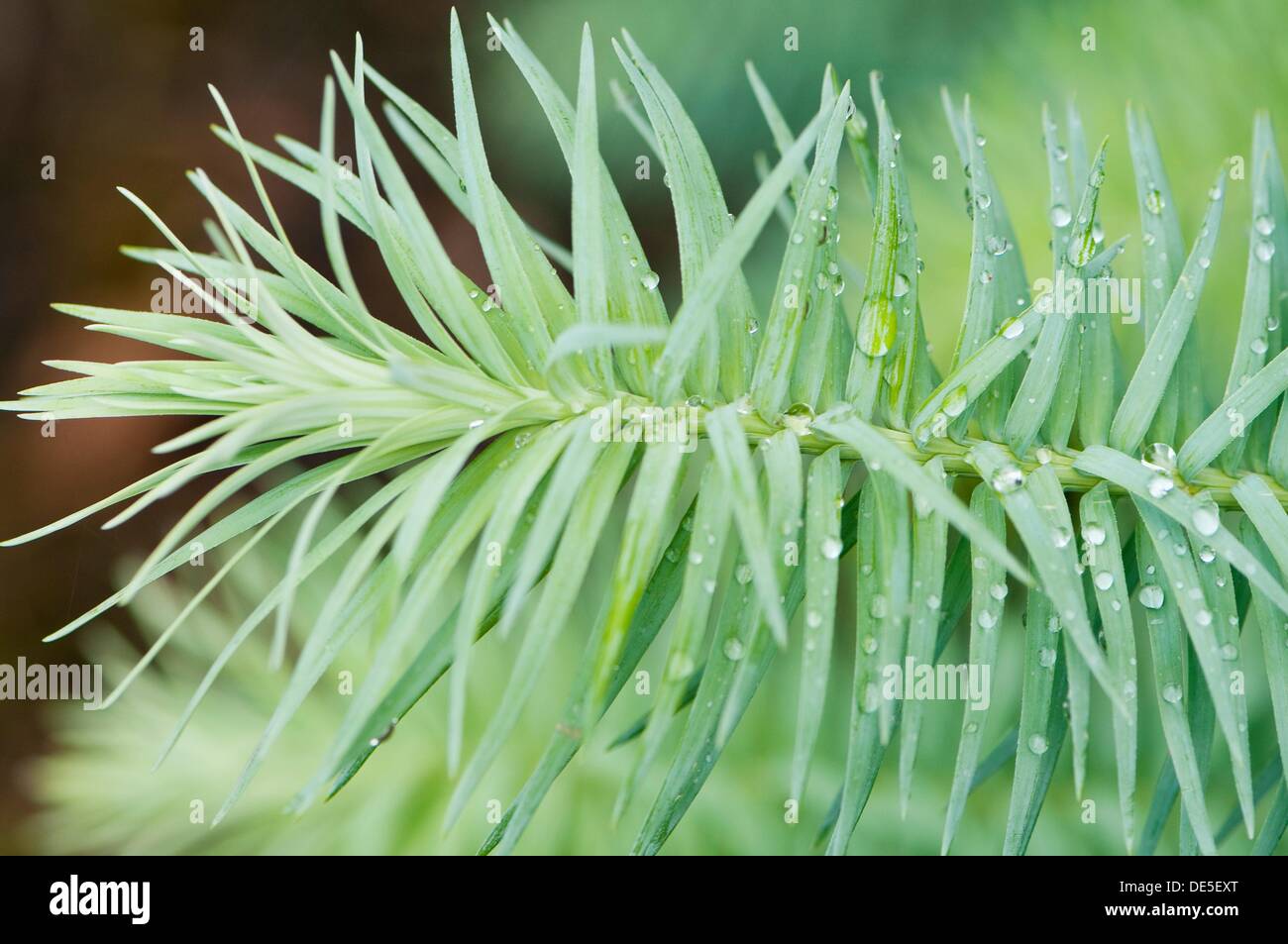 Cunninghamia lanceolata hi-res stock photography and images - Alamy