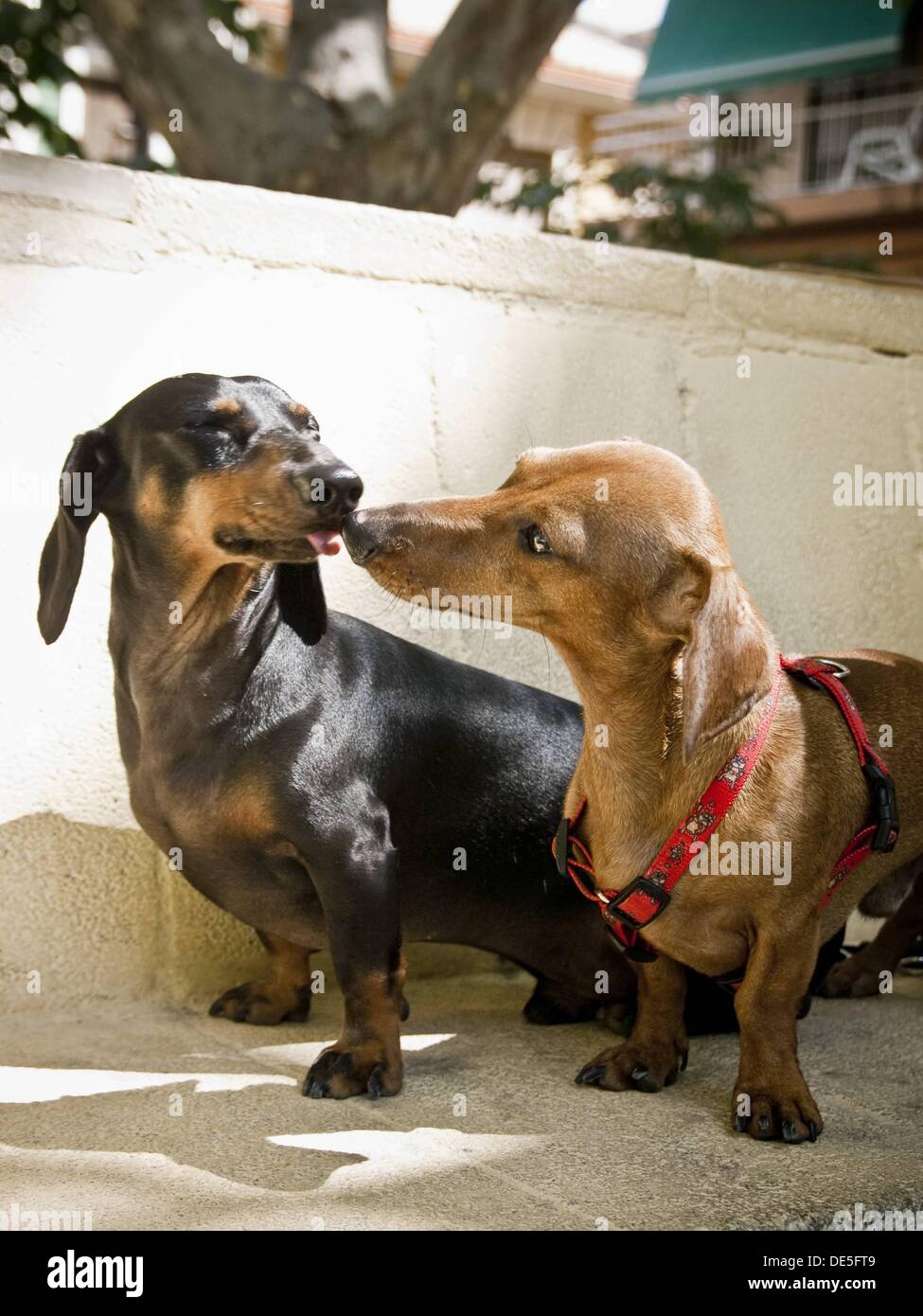 Teckels hi-res stock photography and images - Alamy