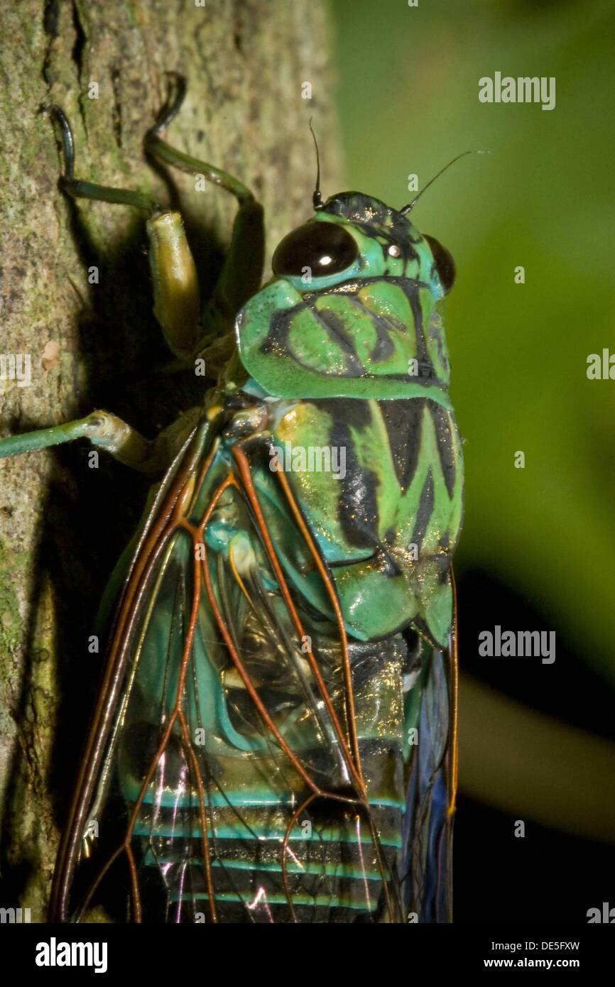 Family cicadidae hi-res stock photography and images - Alamy